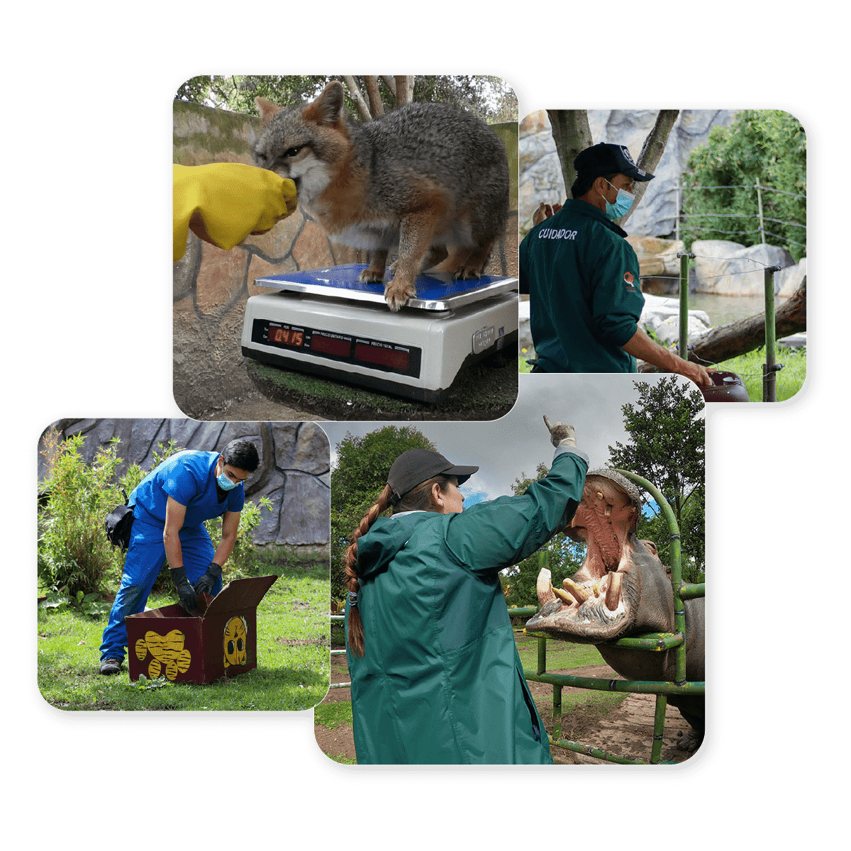 Bioparque Wakatá - Fundación Parque Jaime Duque